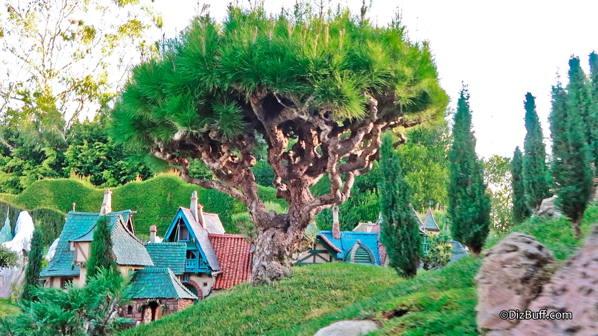 Disneyland Mugo Pine - DizBuff.com